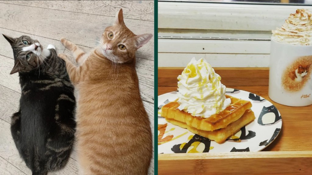 5 Best Cat Cafes in London: Purrfect for Cat Lovers