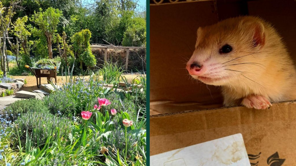 5 Petting Zoos in London Near You: Visit a Local Farm Today